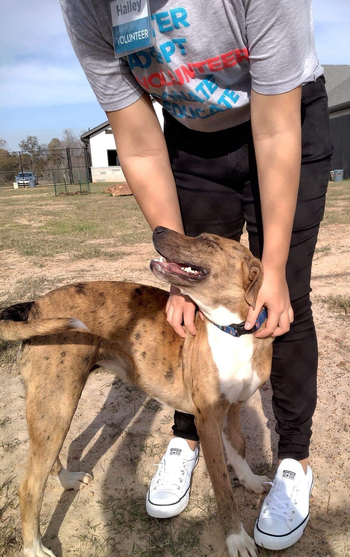 Home - Friends of Marshall Animals