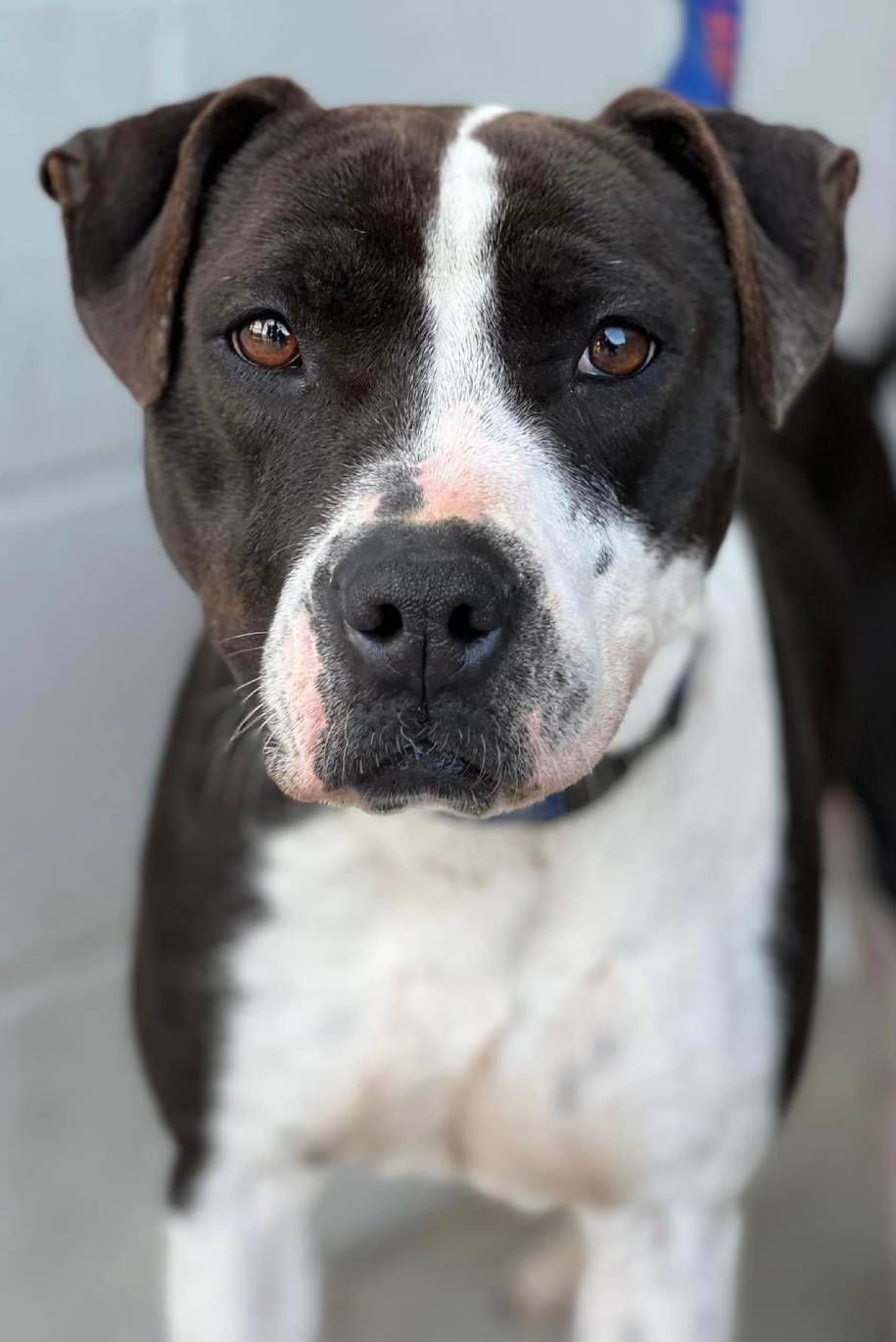 Dogs – Friends of Marshall Animals