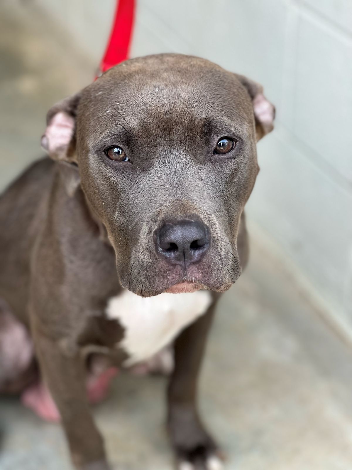 Dogs – Friends of Marshall Animals