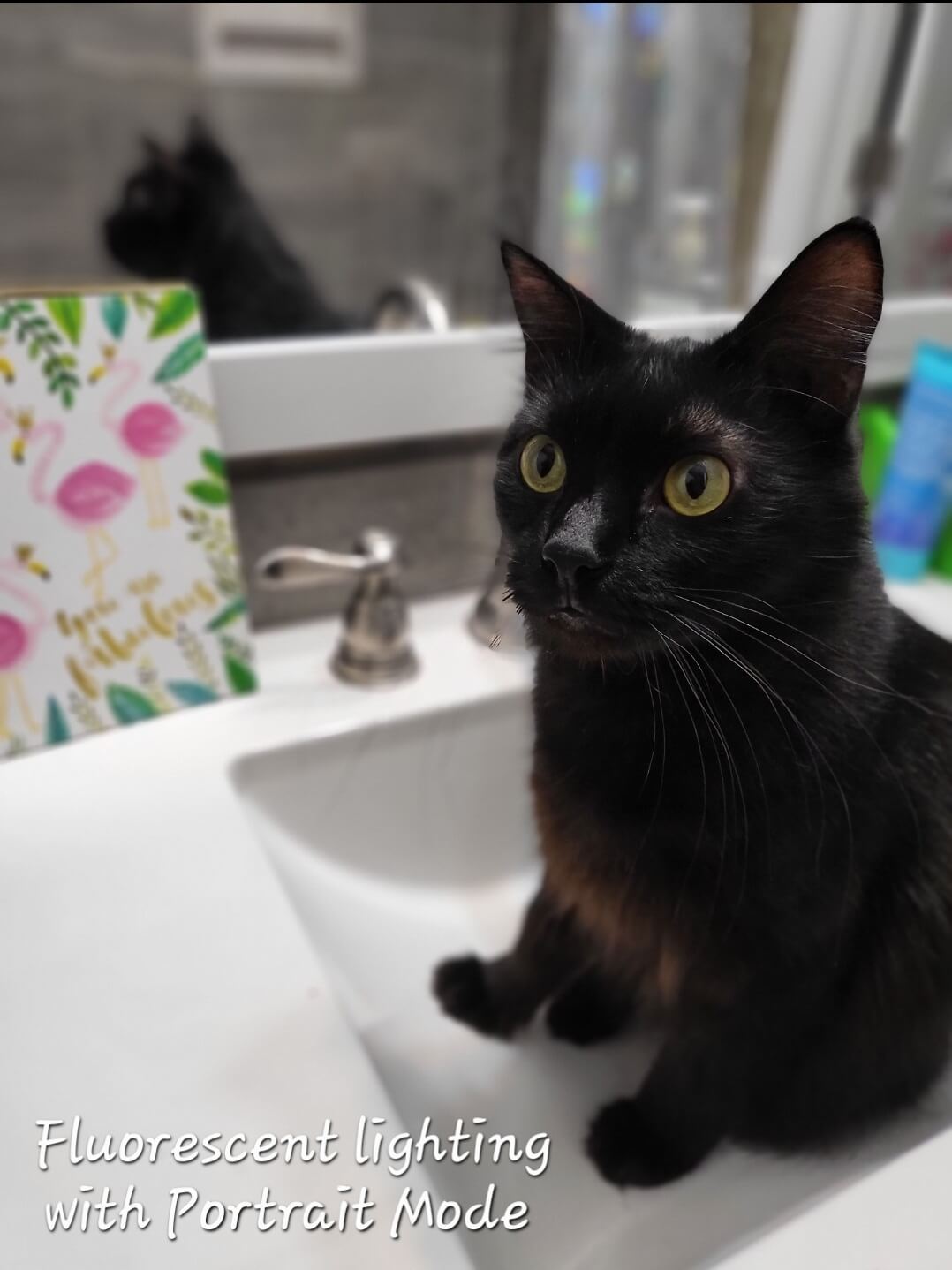 Cats – Friends of Marshall Animals