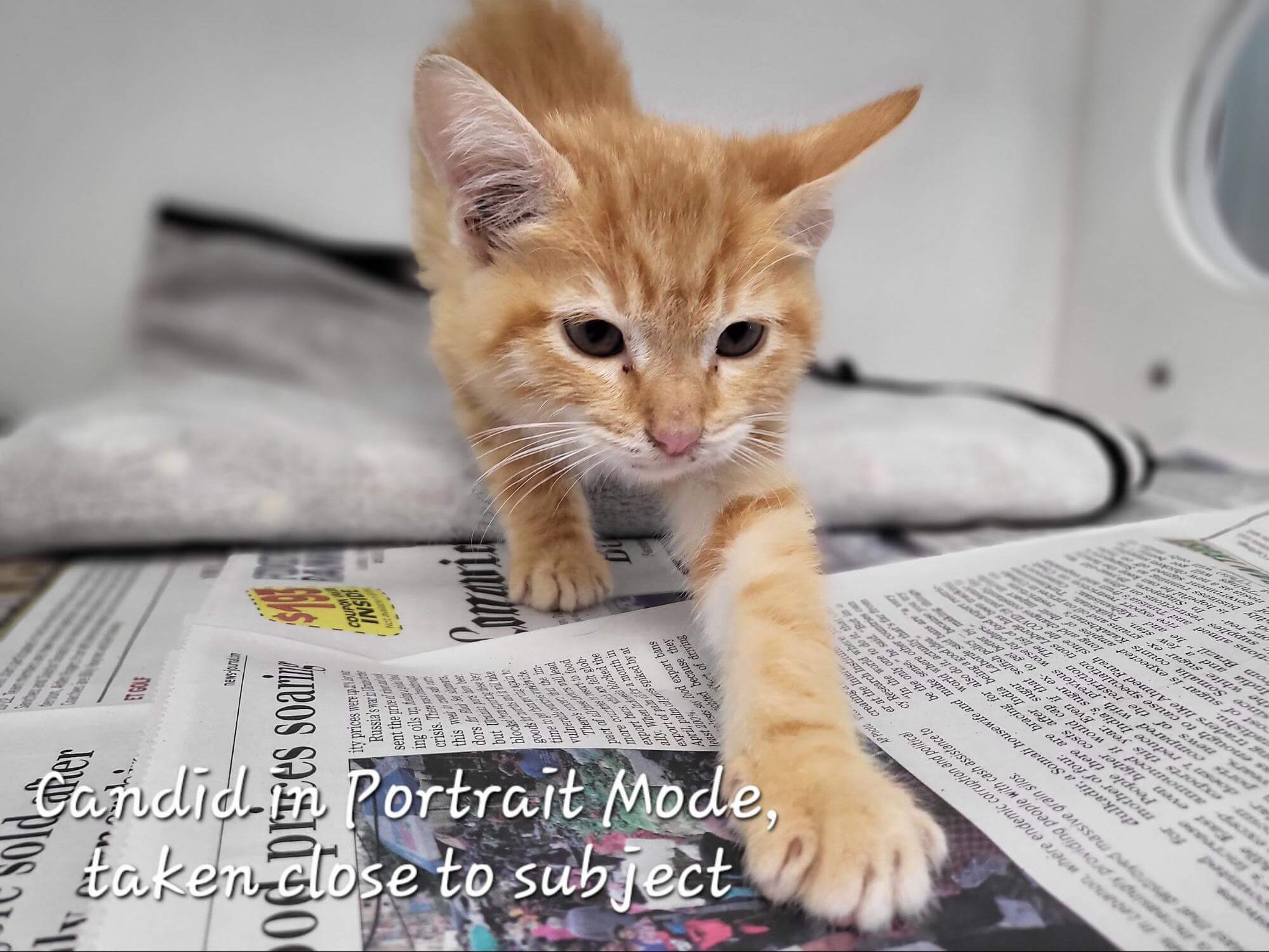Cats Rescue Photography - Friends of Marshall Animals