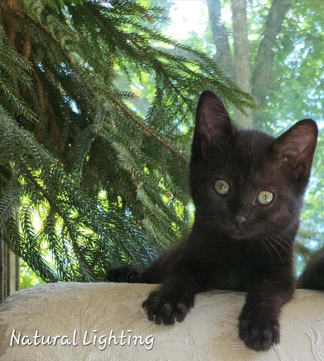 Cats Rescue Photography - Friends of Marshall Animals