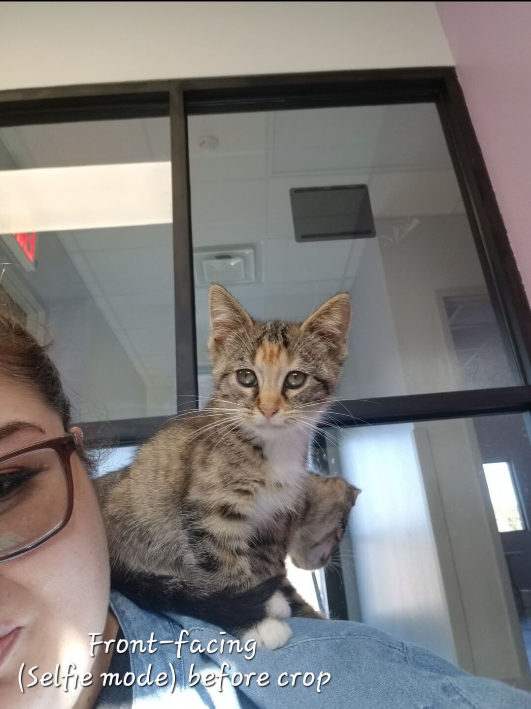 Cats – Friends of Marshall Animals