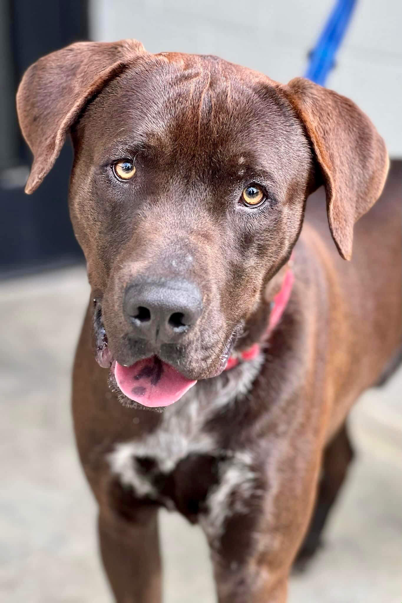 Dogs – Friends of Marshall Animals