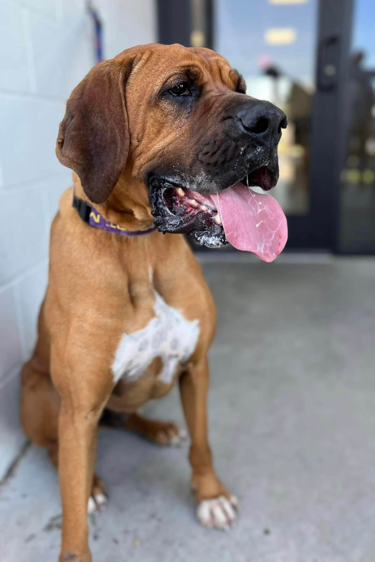 Dogs – Friends of Marshall Animals
