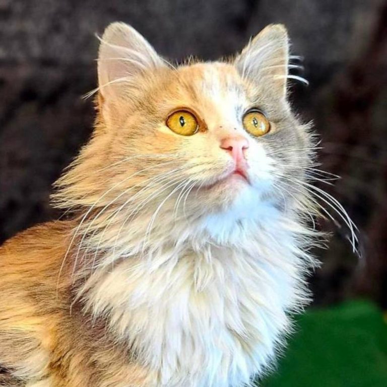 Marshall Shelter - Friends of Marshall Animals